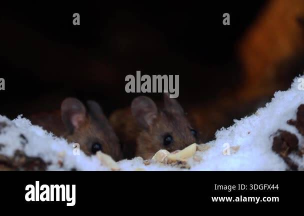 4K video of a forest mouse or field mouse moving in its natural habitat ...