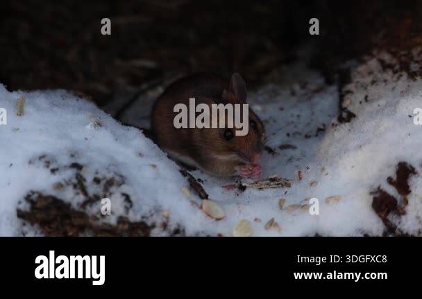 4K video of a forest mouse or field mouse moving in its natural habitat ...