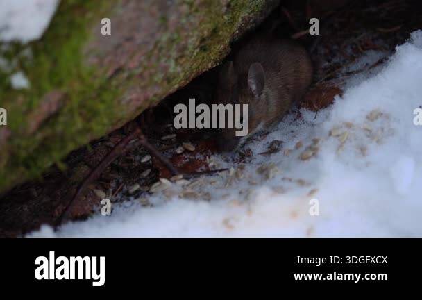 4K video of a forest mouse or field mouse moving in its natural habitat ...