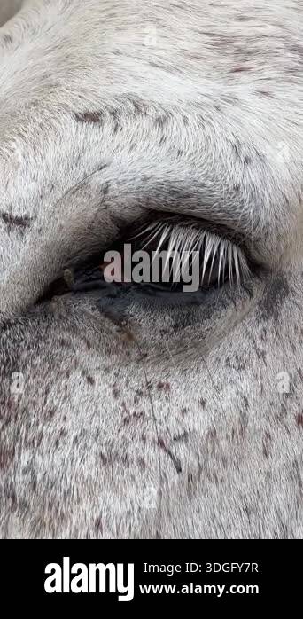 Close up of a beautiful white mule's head in a stable. The animal is ...