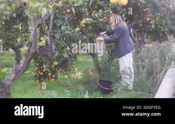 Woman harvesting ripe oranges in an orange grove. Female farmer picking ...