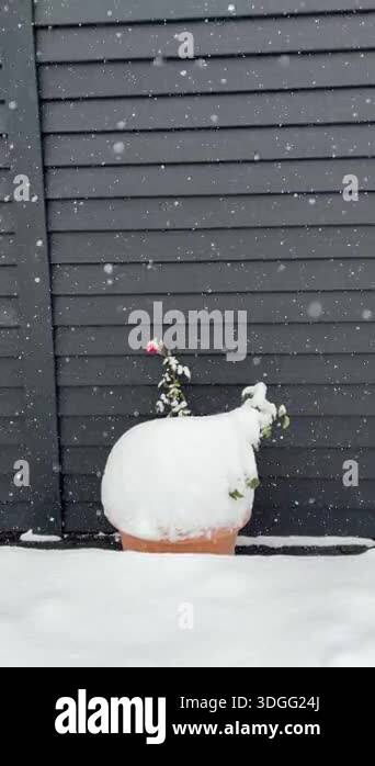 Atmospheric winter video of a blooming rose in a flower pot, standing ...