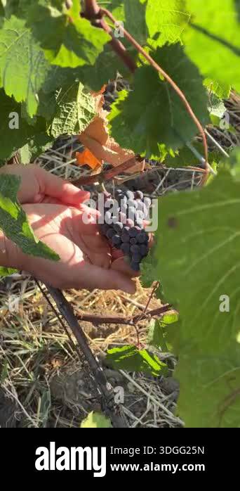 Close-up shot of hands gently touching a Pinot Noir grape cluster ...