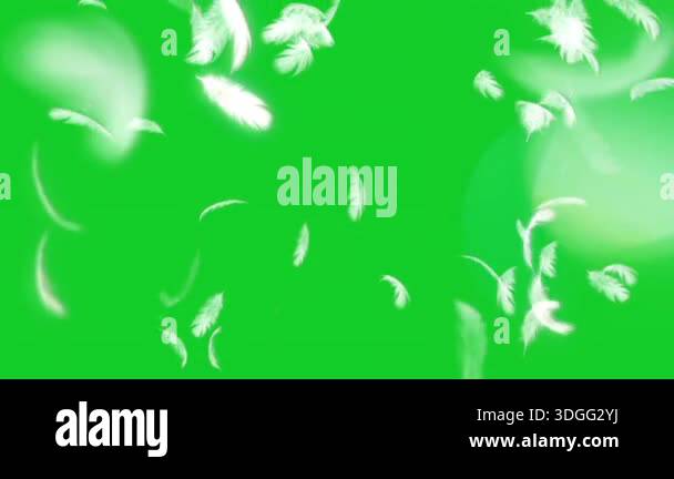 Feathers Falling Slowly isolated on a green screen, showing soft ...
