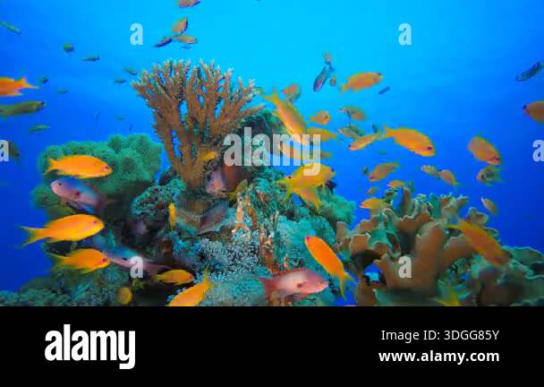 Reef Coral Tropical Garden Blue Orange. Underwater sea fish. Tropical ...