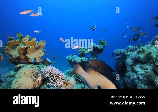 Fish Marine Garden. Underwater sea fish. Colourful underwater seascape ...