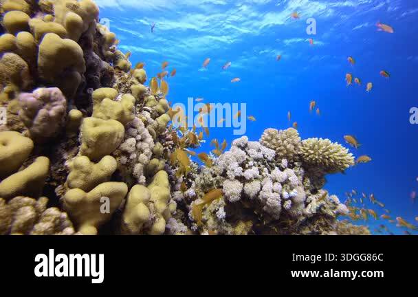 Blue Sea Water and Tropical Fish. Underwater colourful sea fish ...