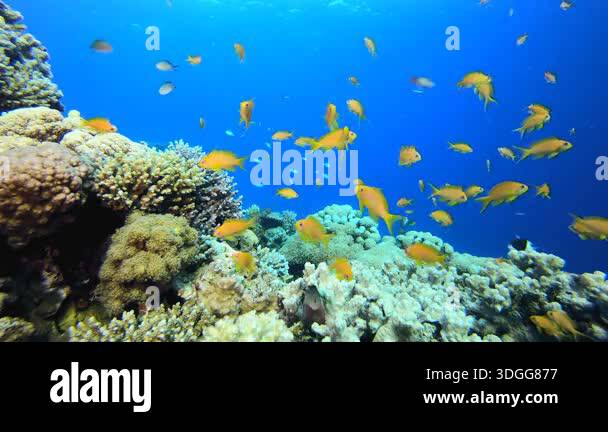 Blue Sea Water and Tropical Fish. Underwater colourful sea fish ...