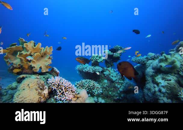 Colourful Reef Scene. Underwater sea fish. Tropical fish reef marine ...