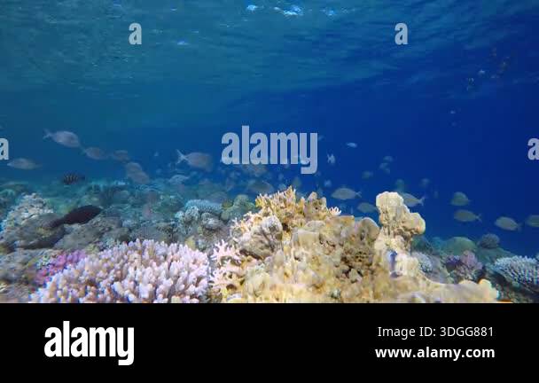 Blue Sea Water and Tropical Fish. Underwater colourful sea fish ...