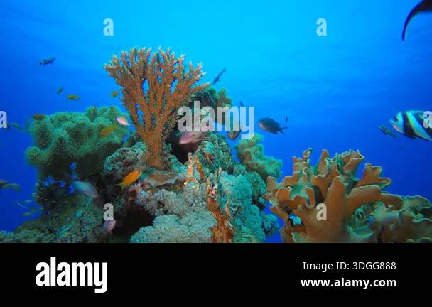 Underwater Colourful World. Underwater sea fish. Colourful underwater ...
