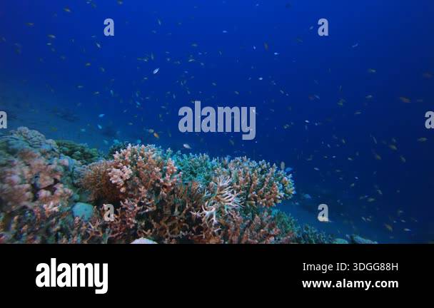 Blue Green Fish and Tropical Blue Water. Underwater colourful sea fish ...