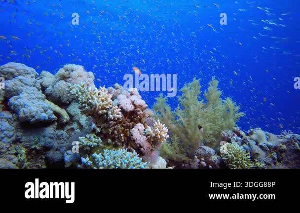 Underwater Beautiful Coral Fish Garden. Underwater sea fish. Colourful ...