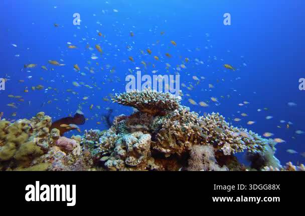 Coral Garden Blue Orange Fish. Tropical underwater sea fish. Underwater ...