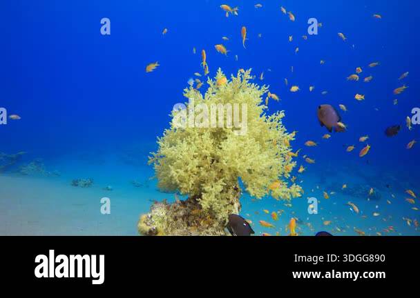 Blue Sea Water and Tropical Fish. Underwater colourful sea fish ...