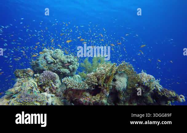 Coral Reef and Fishes Underwater. Underwater sea fish. Colourful ...