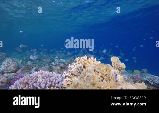 Coral Garden with Underwater Vibrant Fish. Tropical underwater sea fish ...