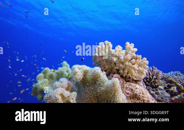 Coral Reef Marine Life Hard Coral. Tropical underwater sea fish ...