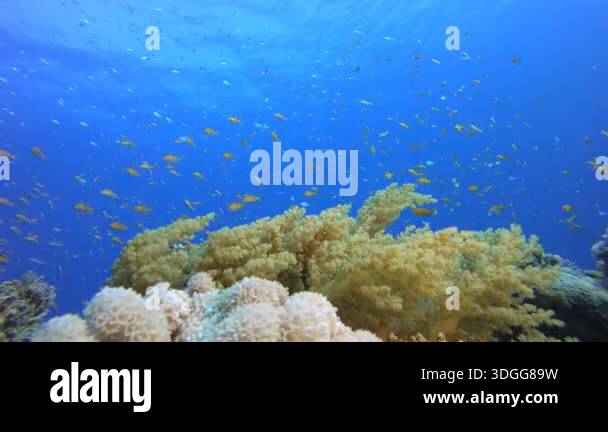 Coral Garden Vibrant Fish. Tropical underwater sea fish. Underwater ...
