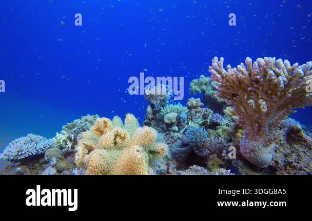 Tropical Blue Water Colourful Fishes. Underwater sea fish. Colourful ...