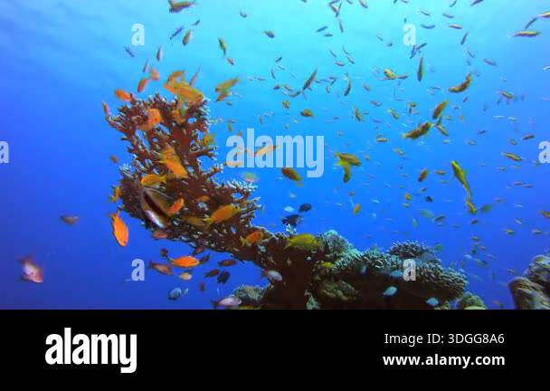 Blue Water Coral Reef Fish. Underwater sea fish. Colourful underwater ...