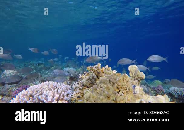 Blue Water Coral Reef Fish. Underwater colourful sea fish. Tropical ...