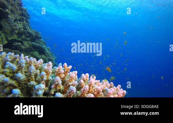 Coral Garden Orange Blue Fish. Tropical underwater sea fish. Underwater ...