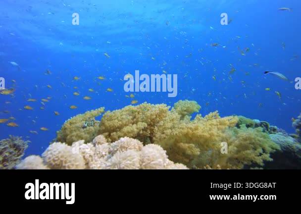 Soft Coral Garden. Underwater sea fish. Colourful underwater seascape ...