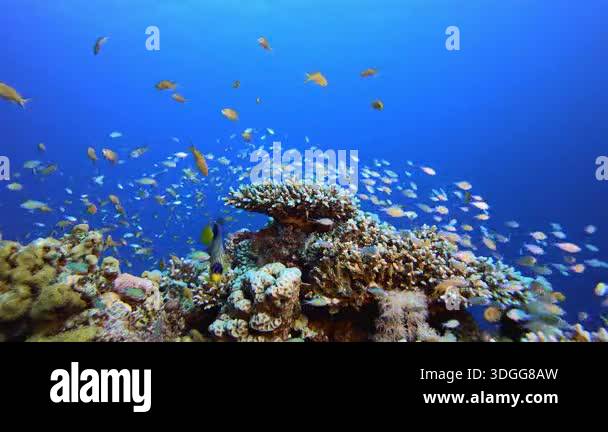 Colourful Fish and Hard Coral. Underwater colourful sea fish. Tropical ...