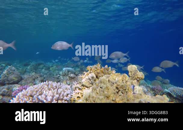 Coral Garden Orange Blue Fish. Tropical underwater sea fish. Underwater ...