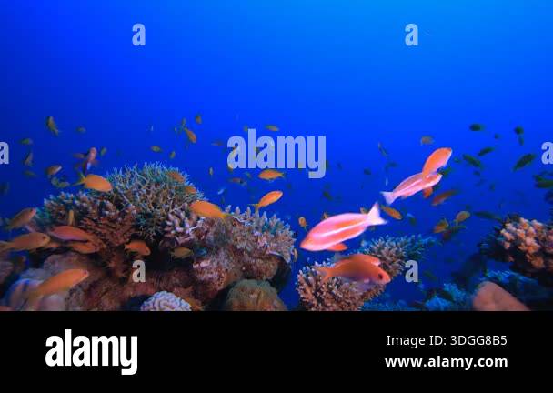 Tropical Colourful Fish and Corals. Underwater sea fish. Colourful ...