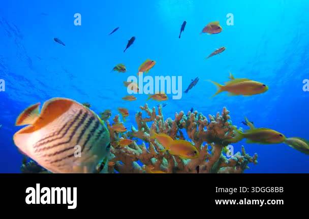 Blue Sea Water Surface Underwater. Underwater colourful sea fish ...