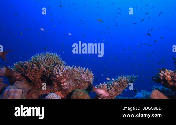 Tropical Blue Water Colourful Fishes. Underwater sea fish. Colourful ...