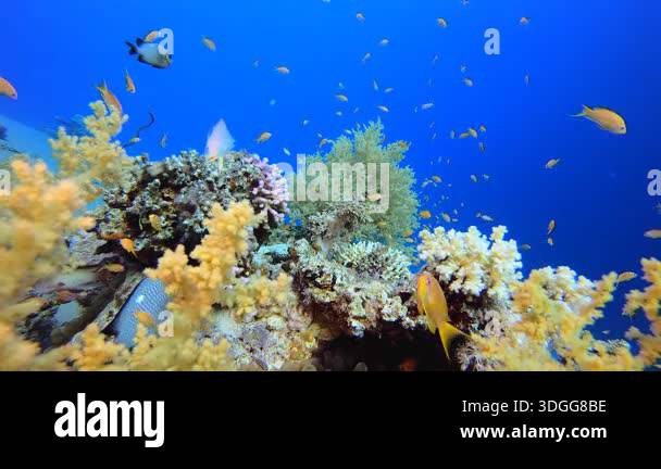 Broccoli Soft Coral and Colourful Fishes. Underwater colourful sea fish ...