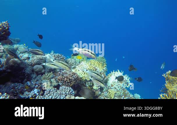 Tropical Underwater Fish Corals Reef. Tropical colourful underwater ...