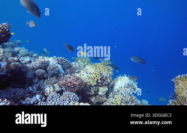 Tropical Marine Colourful Fish. Tropical colourful underwater seascape ...