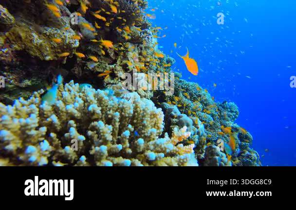 Coral Reef and Fishes Underwater. Tropical underwater sea fish ...