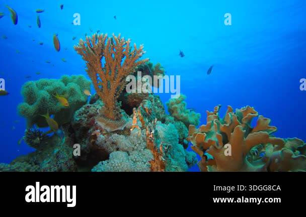 Tropical Blue Water Colourful Fishes. Underwater sea fish. Colourful ...