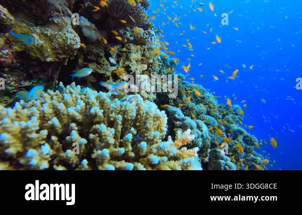 Coral Garden Vibrant Fish. Tropical underwater sea fish. Underwater ...