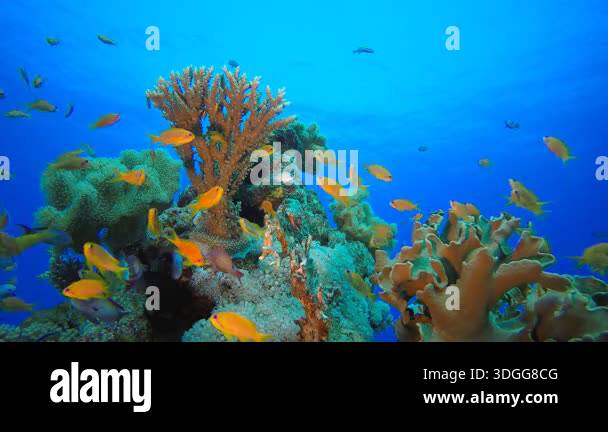 Tropical Blue Water Colourful Fishes. Underwater sea fish. Colourful ...