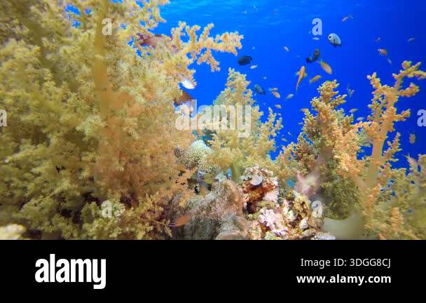 Reef Coral Tropical Garden. Underwater sea fish. Colourful underwater ...