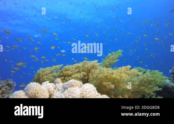 Marine Coral Garden Blue Orange Fish. Underwater sea fish. Colourful ...