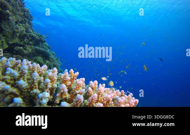 Tropical Colourful Fishes Blue Water. Underwater sea fish. Colourful ...