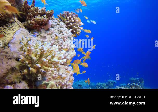 Coral Garden Vibrant Fish. Tropical underwater sea fish. Underwater ...