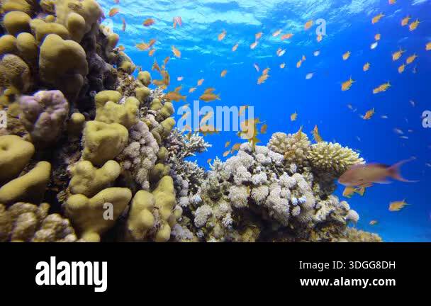 Reef Coral Tropical Garden. Underwater sea fish. Colourful underwater ...