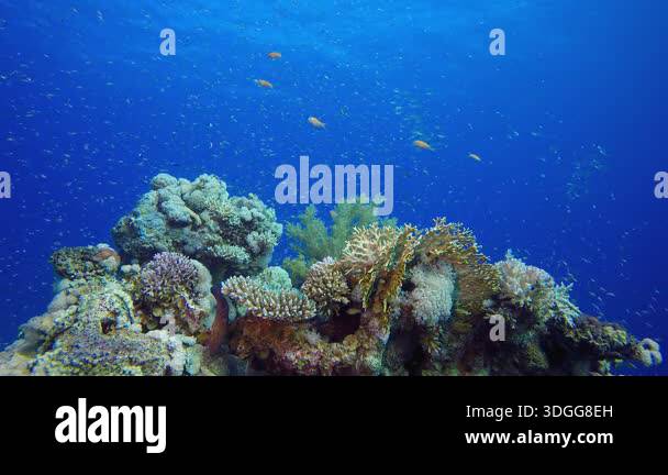 Tropical Blue Water Colourful Fishes. Underwater sea fish. Colourful ...