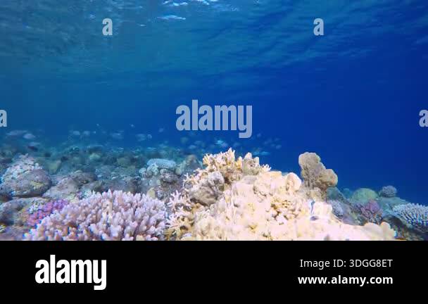 Underwater Scene Marine Life. Tropical underwater sea fish. Underwater ...