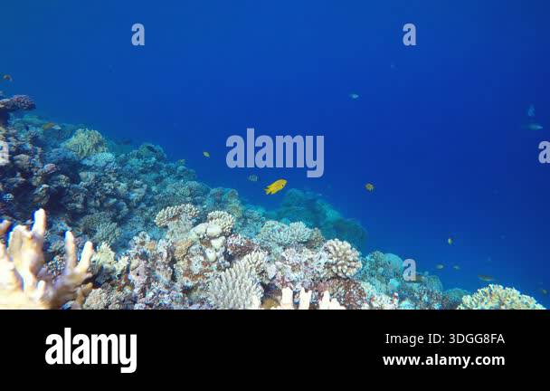 Tropical Seascape Colourful Fish. Tropical colourful underwater ...