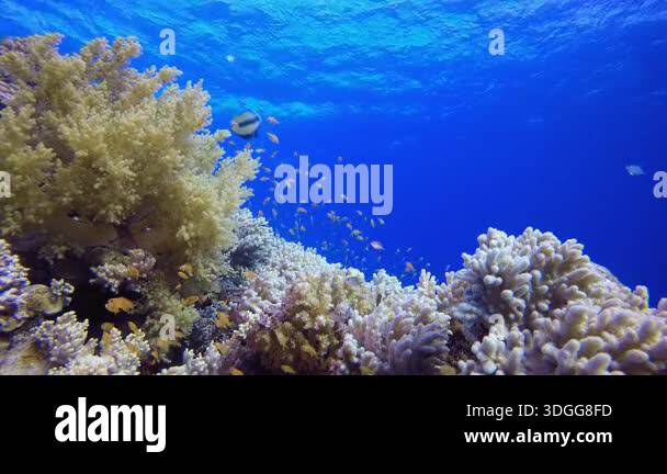 Underwater Scene Marine World. Tropical underwater sea fish. Underwater ...
