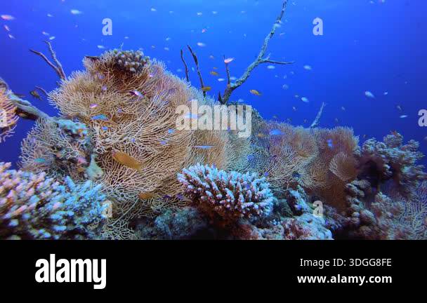 Tropical Coral Garden Orange Blue Fish. Underwater sea fish. Tropical ...